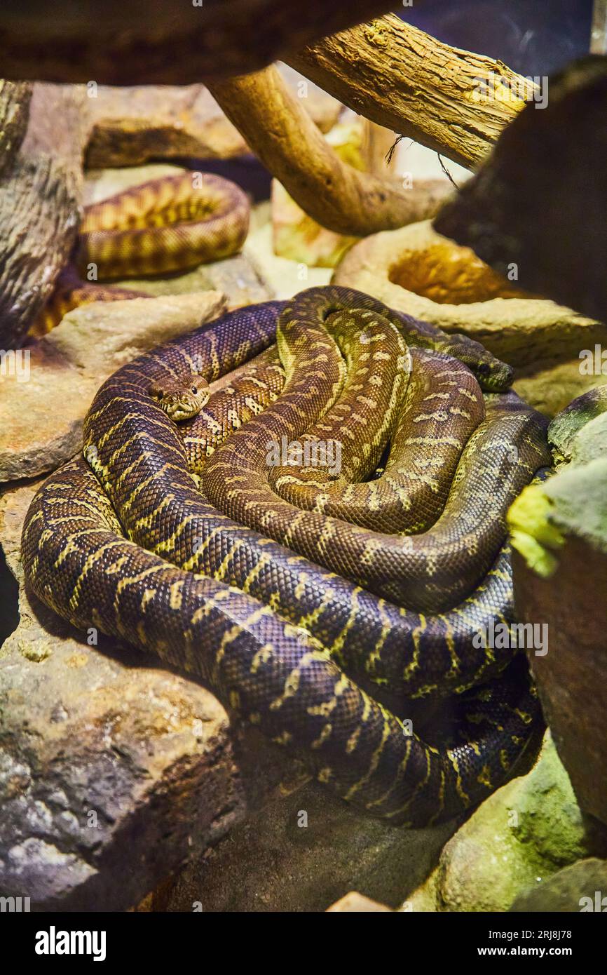 Snake building hi-res stock photography and images - Alamy