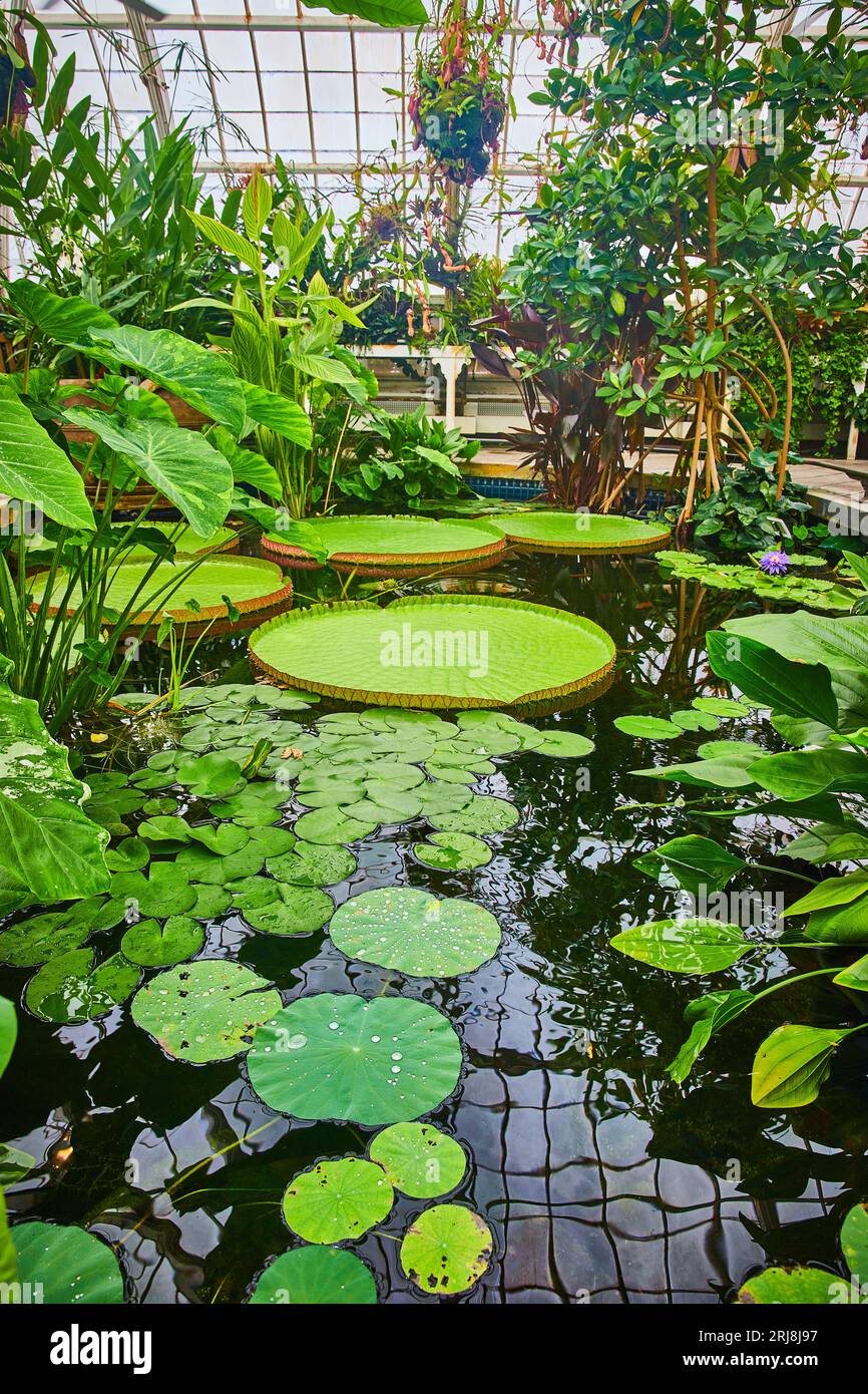 Waterlily pond with multiple lily pads inside greenhouse Stock Photo ...