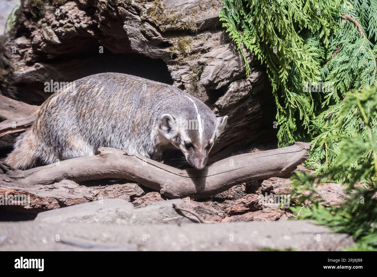 A captive adult american badger prowls about at Northwest Trek, Graham ...