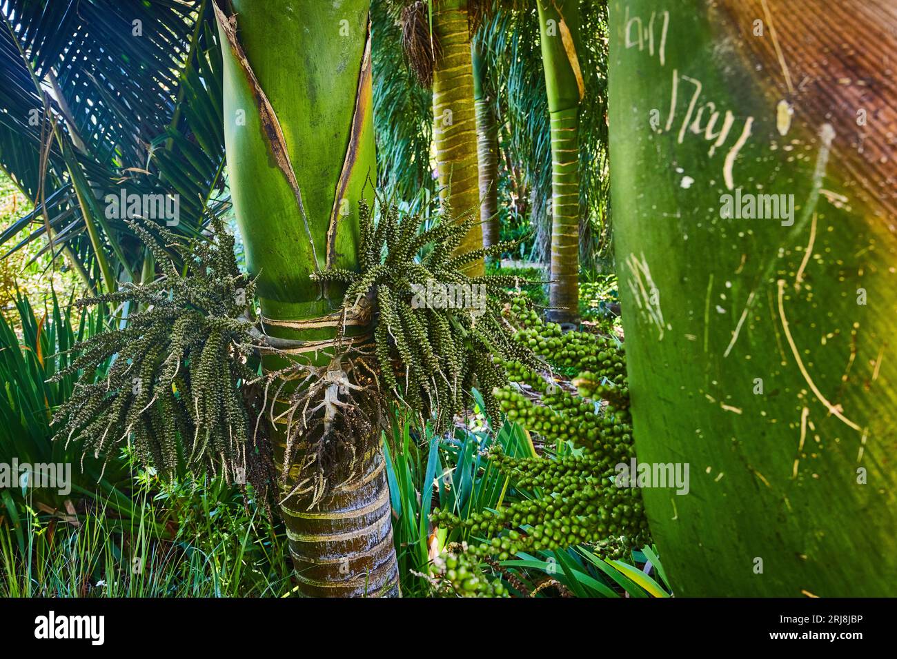 Nikau tree view of multiple New Zealand trees Stock Photo - Alamy