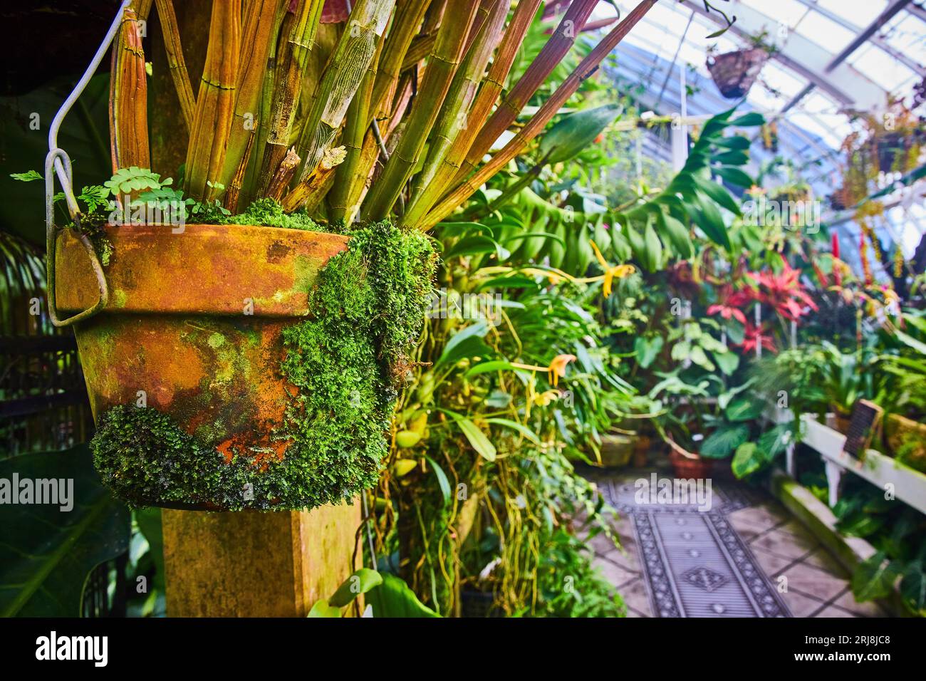 Moss growing on bottom and sides of hanging pot with greenhouse ...