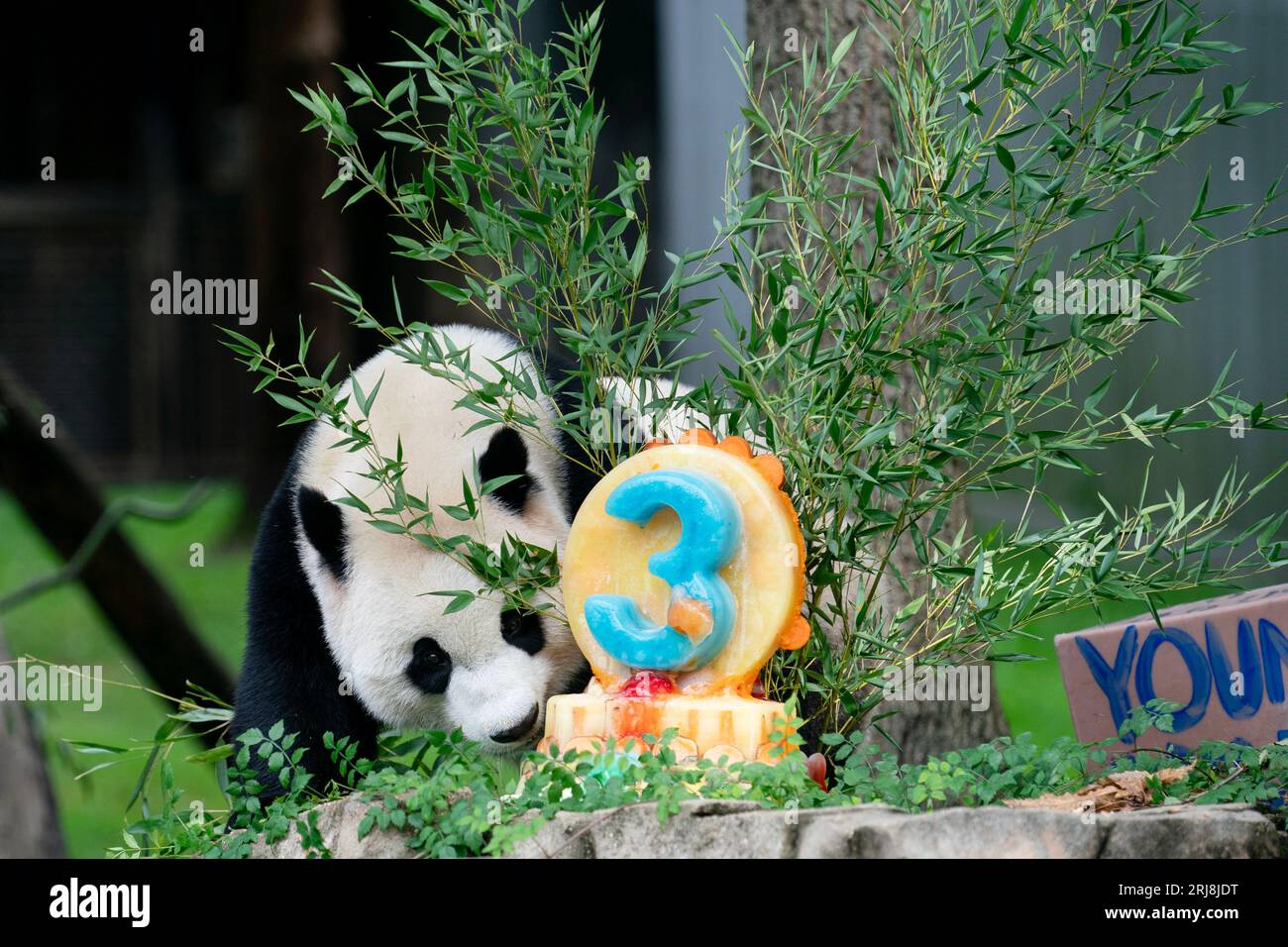 Washington, USA. 21st Aug, 2023. Giant panda cub Xiao Qi Ji enjoys an ...