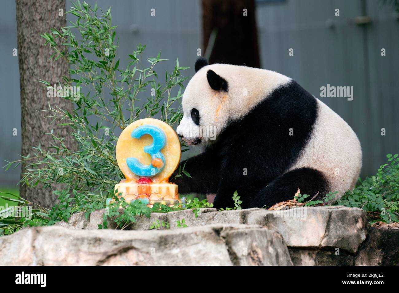 Washington, USA. 21st Aug, 2023. Giant panda cub Xiao Qi Ji enjoys an ...