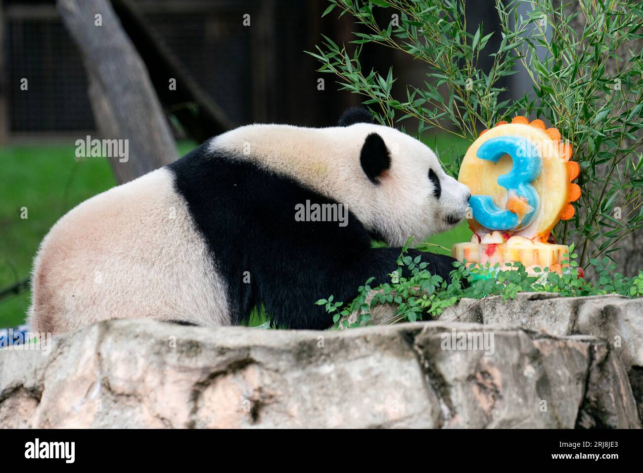 Washington, USA. 21st Aug, 2023. Giant panda cub Xiao Qi Ji enjoys an ...
