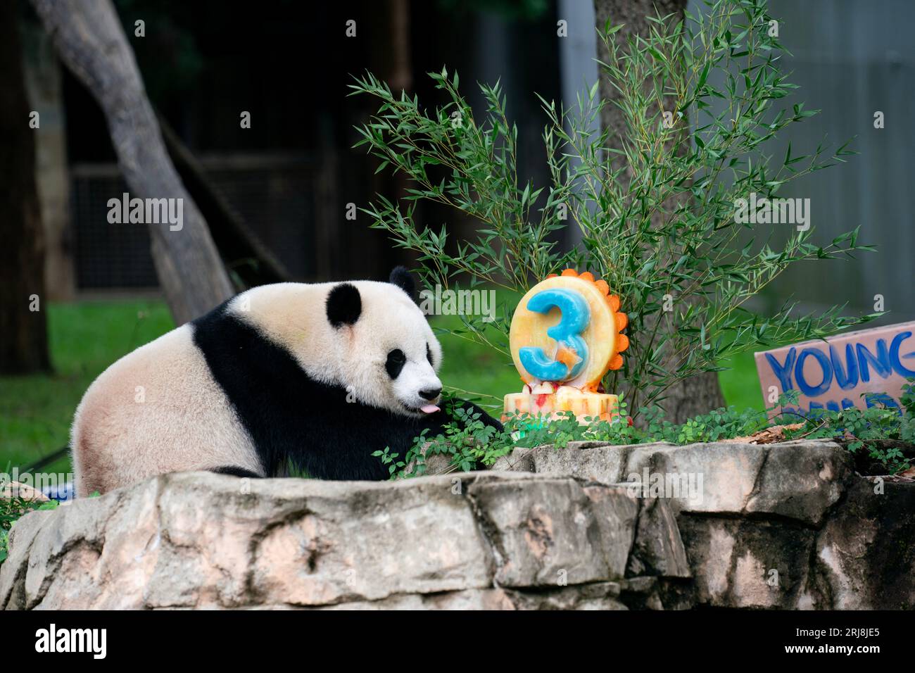 Washington Usa 21st Aug 2023 Giant Panda Cub Xiao Qi Ji Enjoys An
