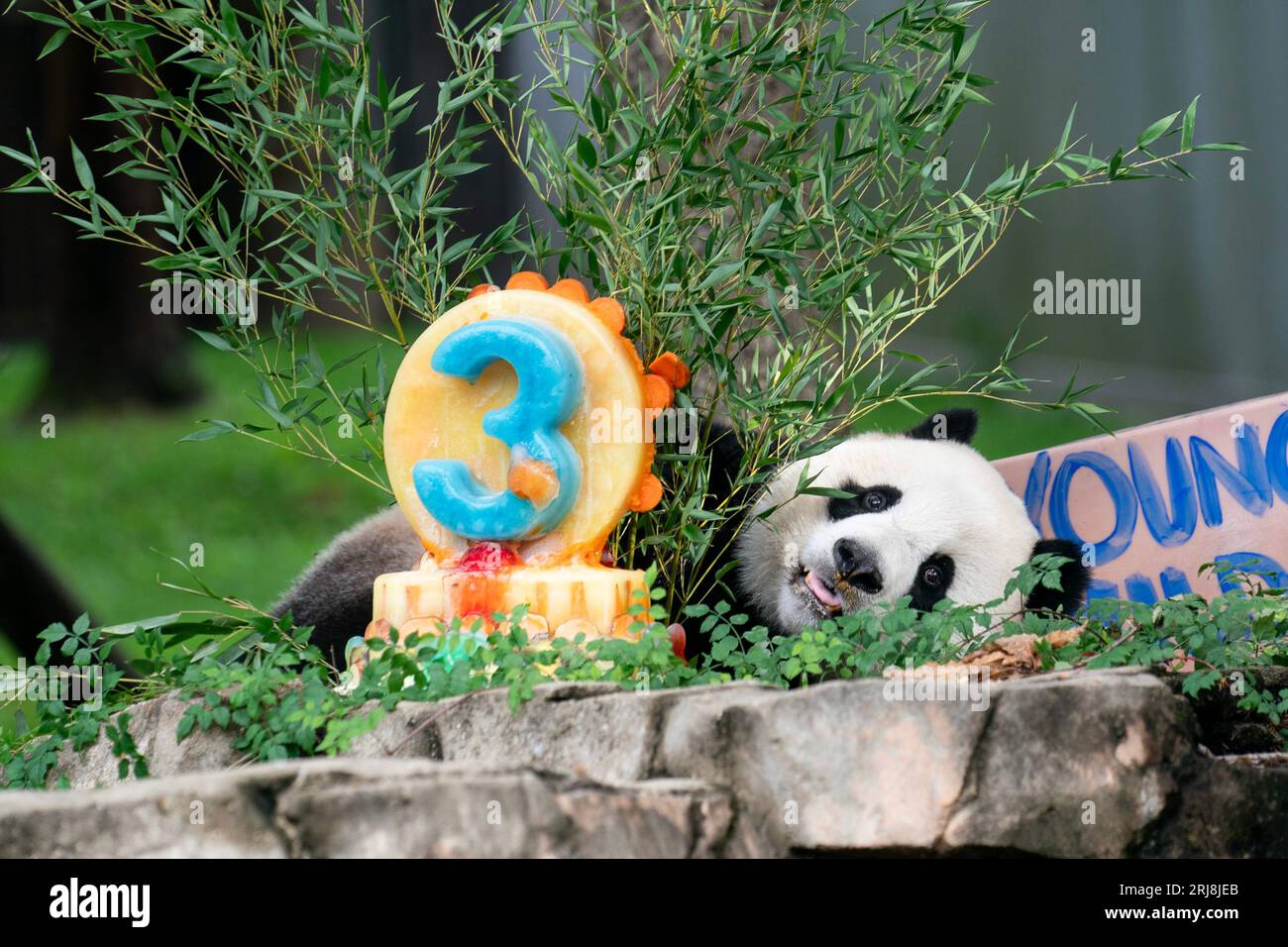 Washington, USA. 21st Aug, 2023. Giant panda cub Xiao Qi Ji enjoys an ...