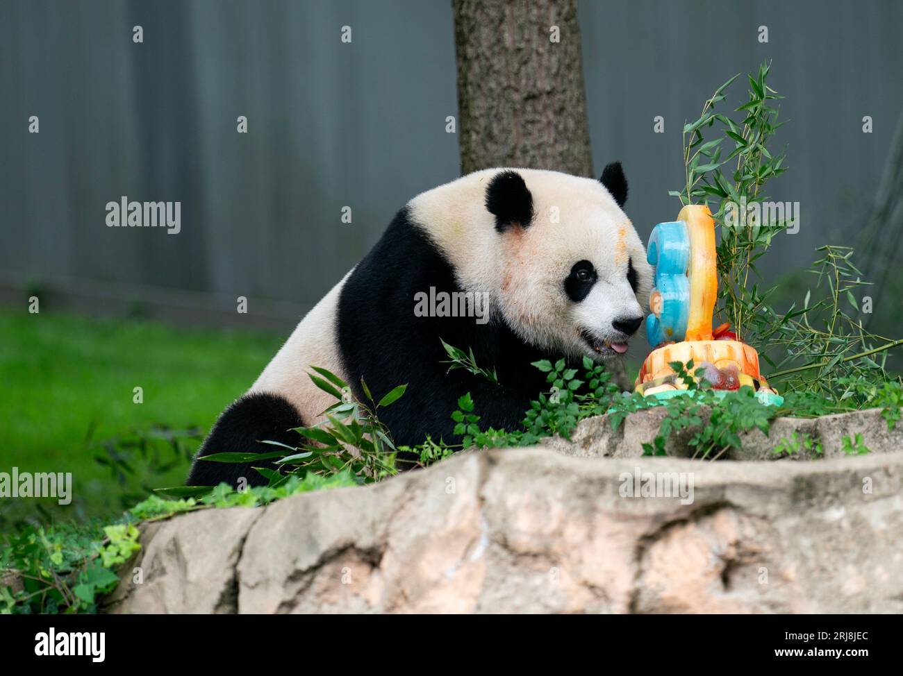 Washington Usa 21st Aug 2023 Giant Panda Cub Xiao Qi Ji Enjoys An