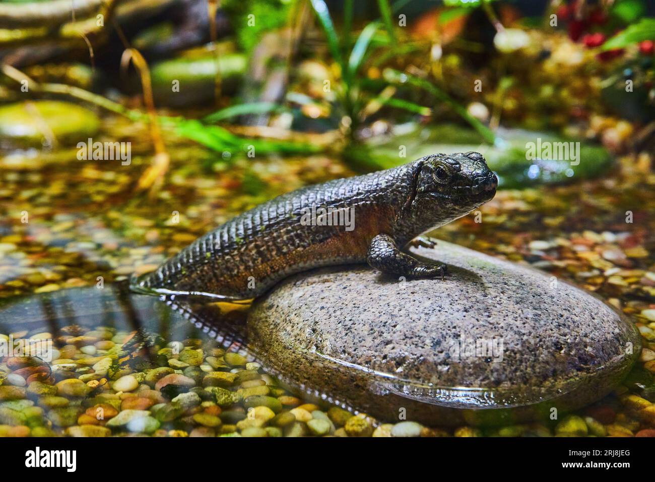 Black lizard with tail and back legs still in water and standing on ...