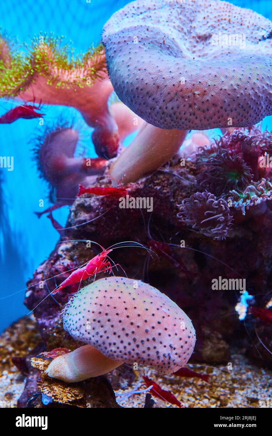 Bright red shrimp in bright blue saltwater tank with other marine life ...