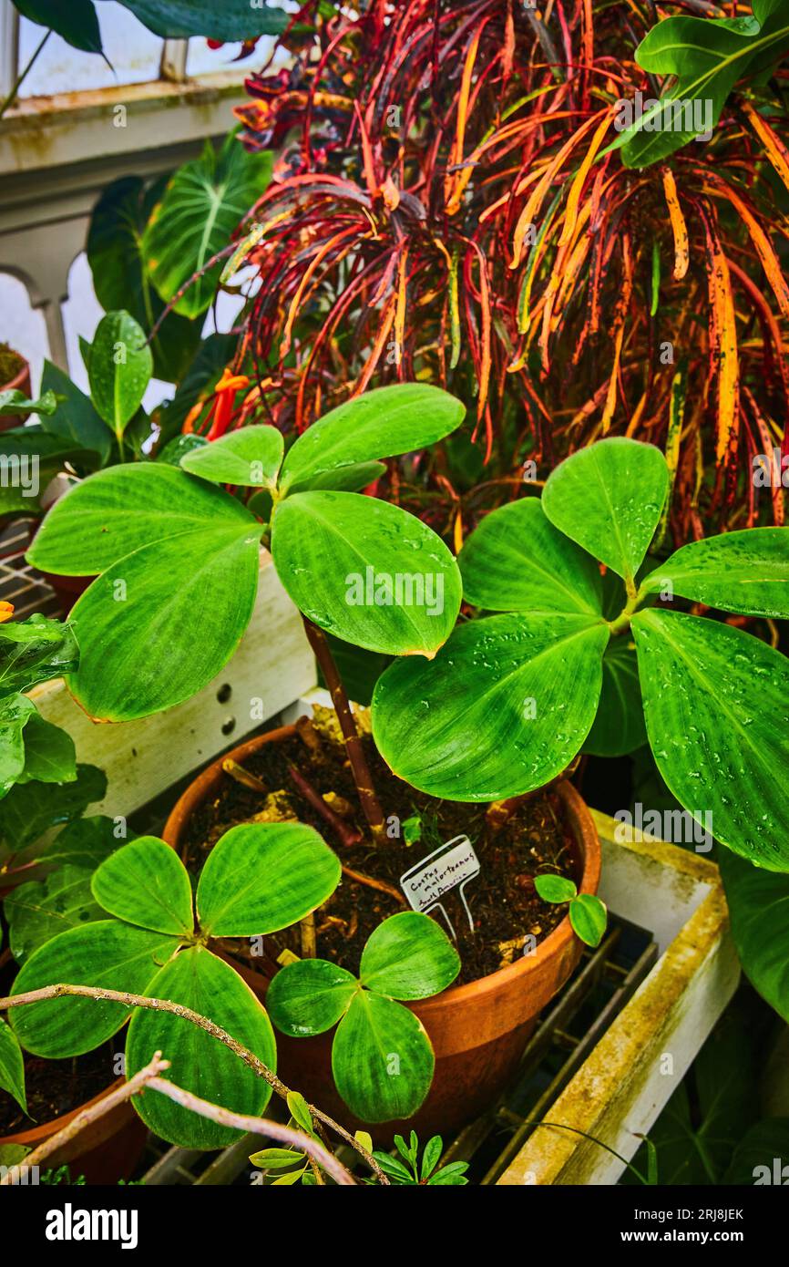 Potted plant with wide leaves and background of stringy red plant Stock ...