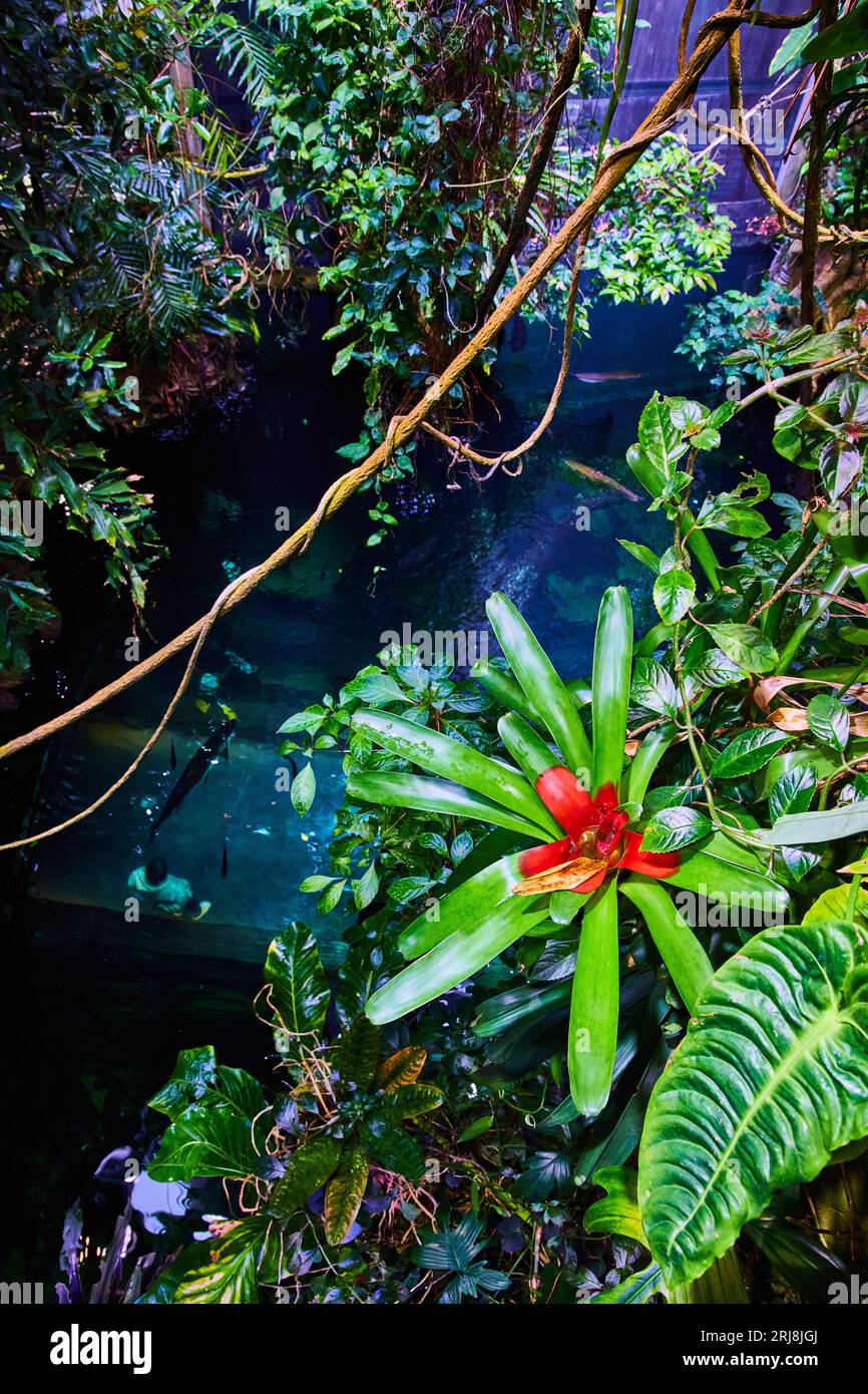 Artificial rainforest river with plants and hanging vine over stream ...