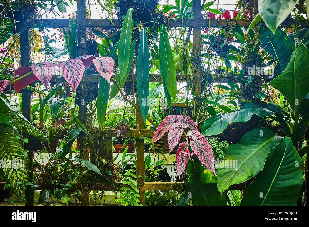 Colorful and tropical plants growing against trellis inside ...