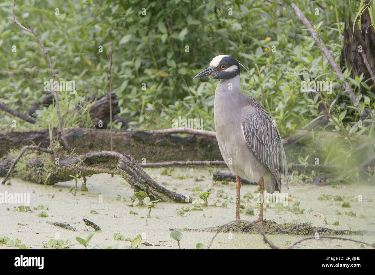 An adult yellow-crowned night heron stalks prey in a wetland at Brazos ...