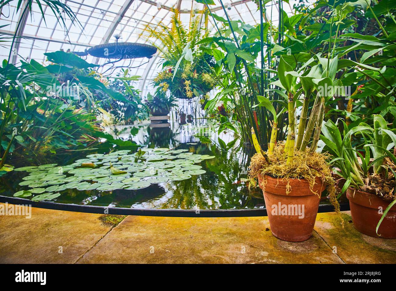 Low view of water inside conservatory with potted plants and lily pads ...