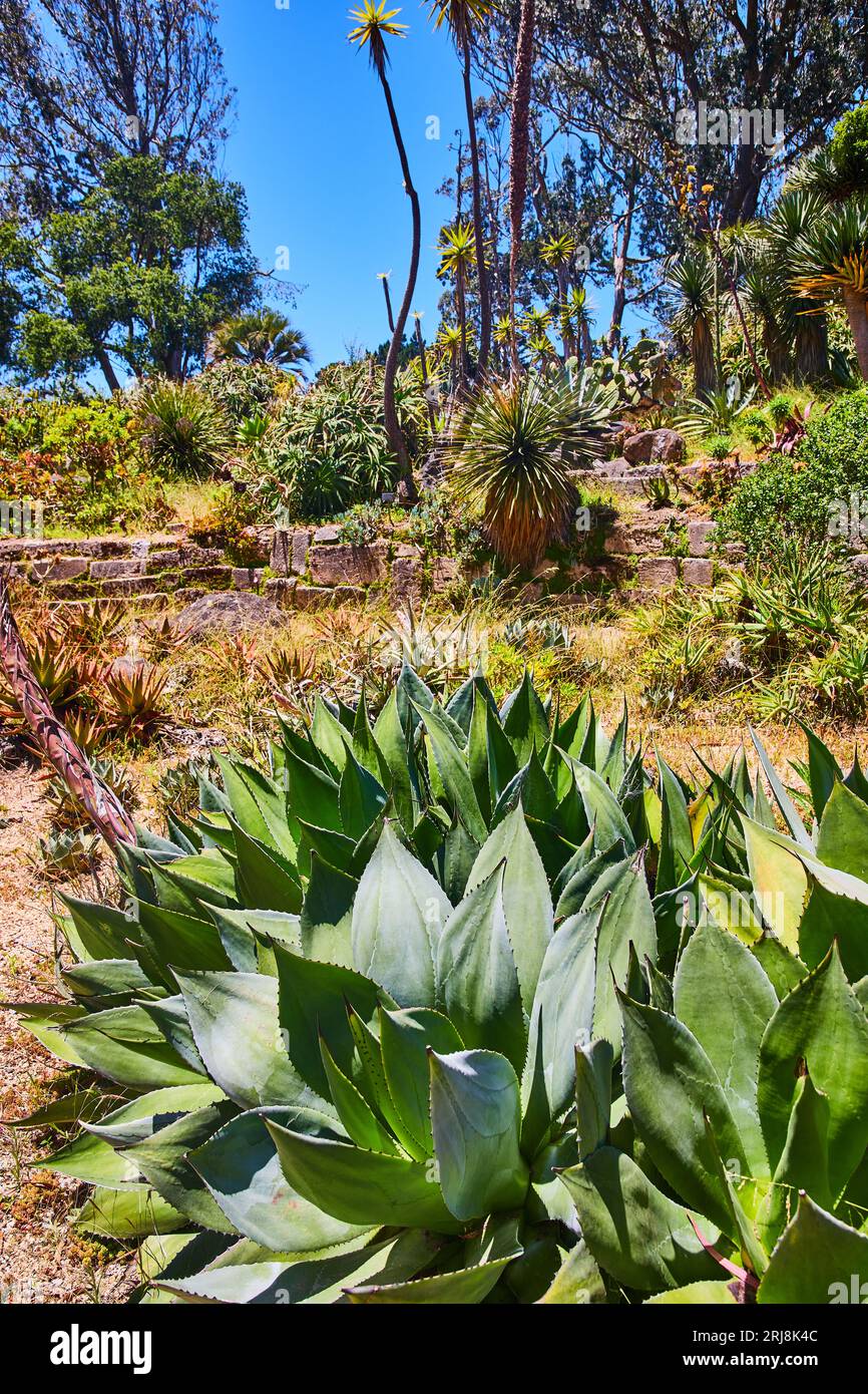 Agave plant close up with hill and other succulents behind it with ...