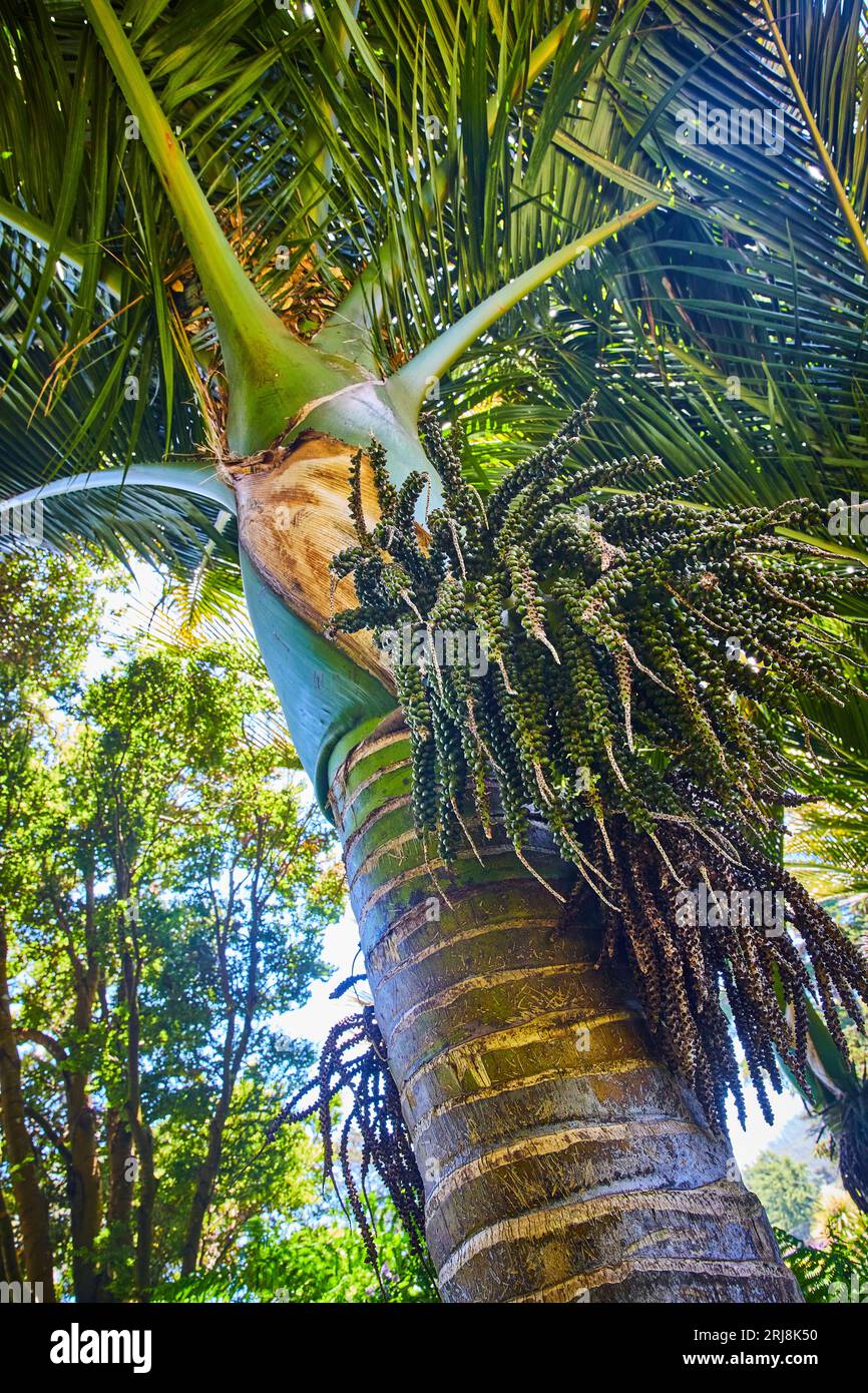Tropical New Zealand tree with fronds at top and pea sized berries ...