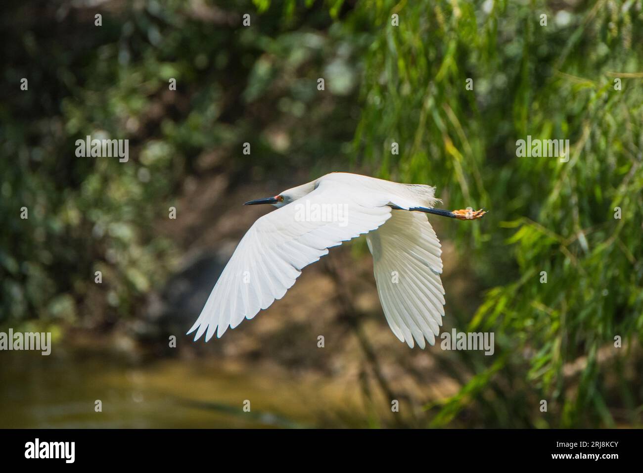 Breeding white snowy egret with yellow feet in flight at the smith oaks ...