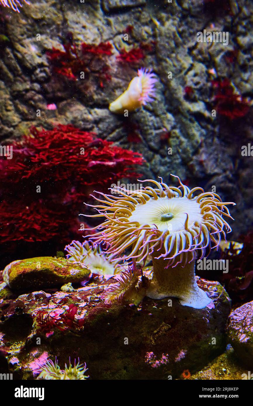 Anemones with other sea life in front of blurred rock wall background ...