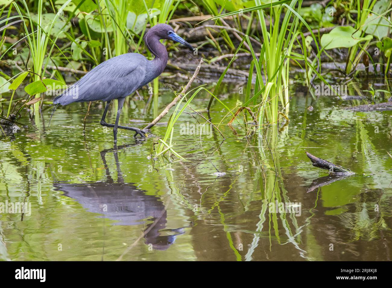 A wild little blue heron and mirror reflection in wetland hunting with ...