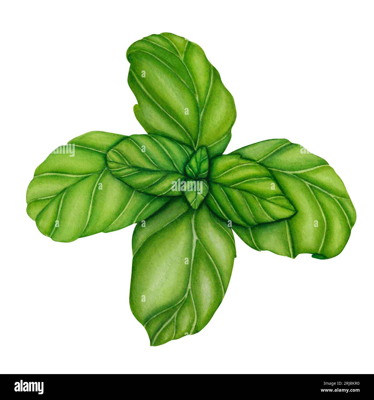 Watercolor basil branch with green leaves. Hand drawn botanical ...