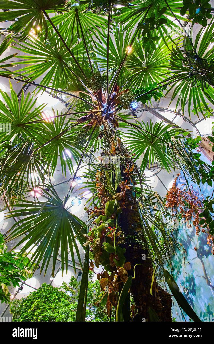 Upward view of large tropical tree in artificial rainforest biome ...