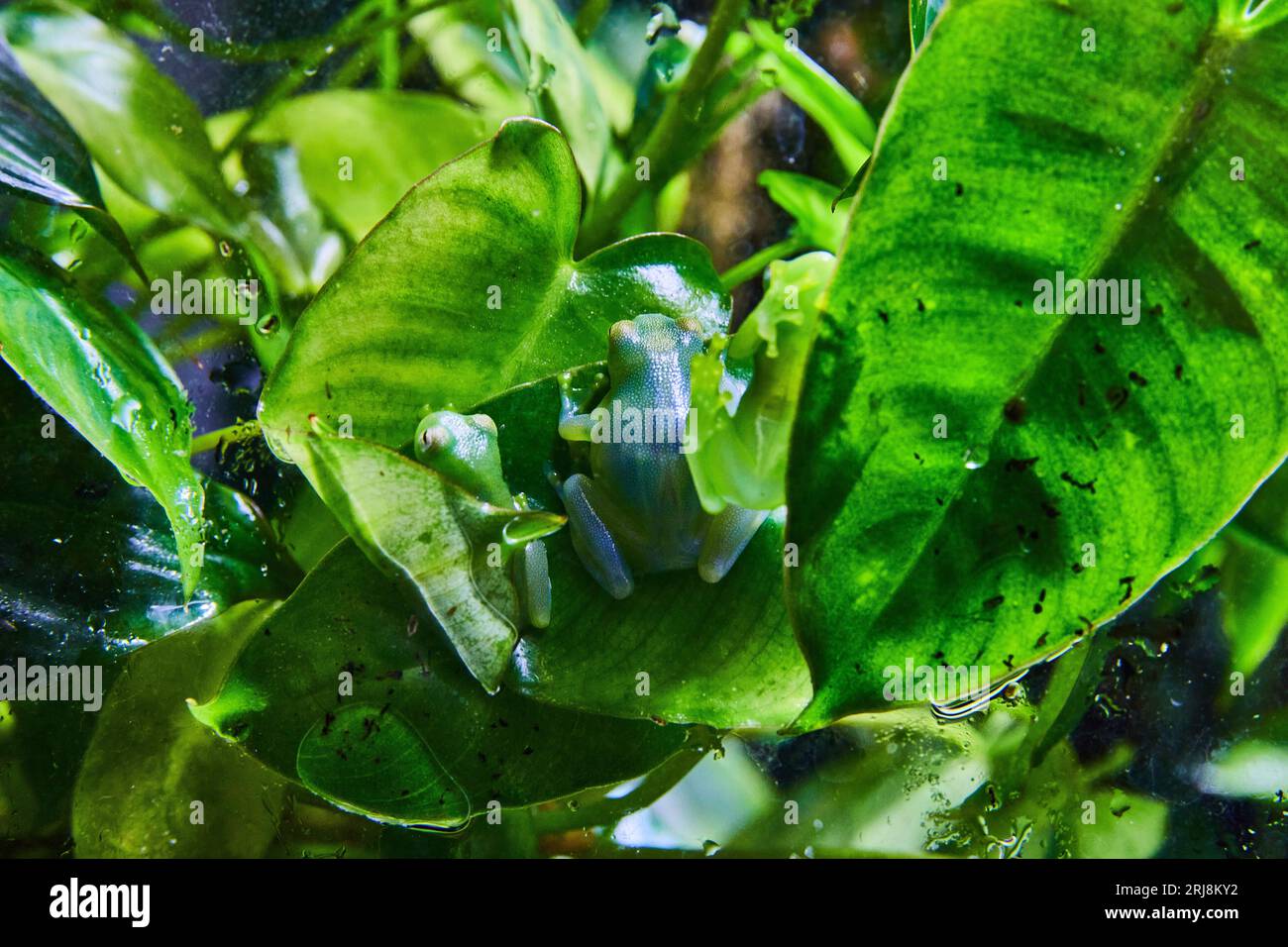 Three tree frogs hi-res stock photography and images - Alamy