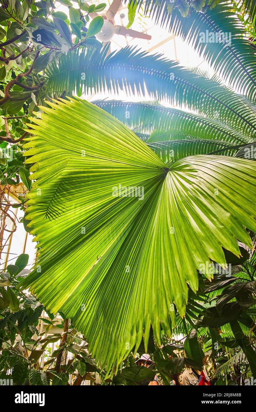 Plants fronds hi-res stock photography and images - Alamy