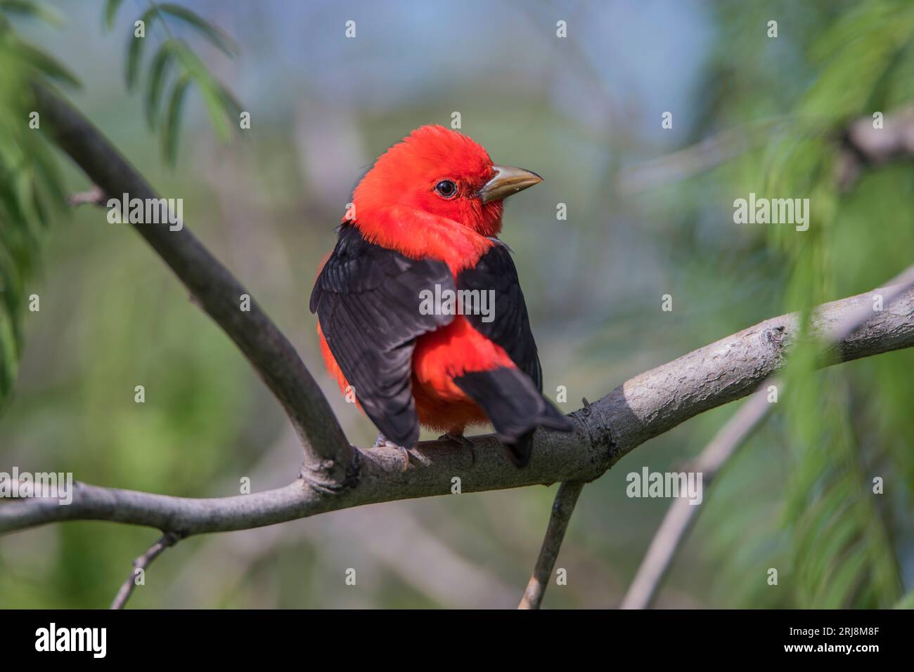 A breeding male scarlet tanager looking back over its shoulder, good ...