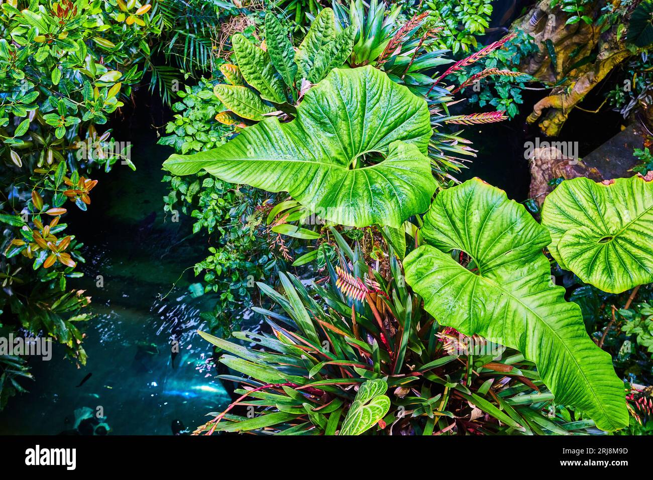 Rainforest exhibit california academy sciences hi-res stock photography ...