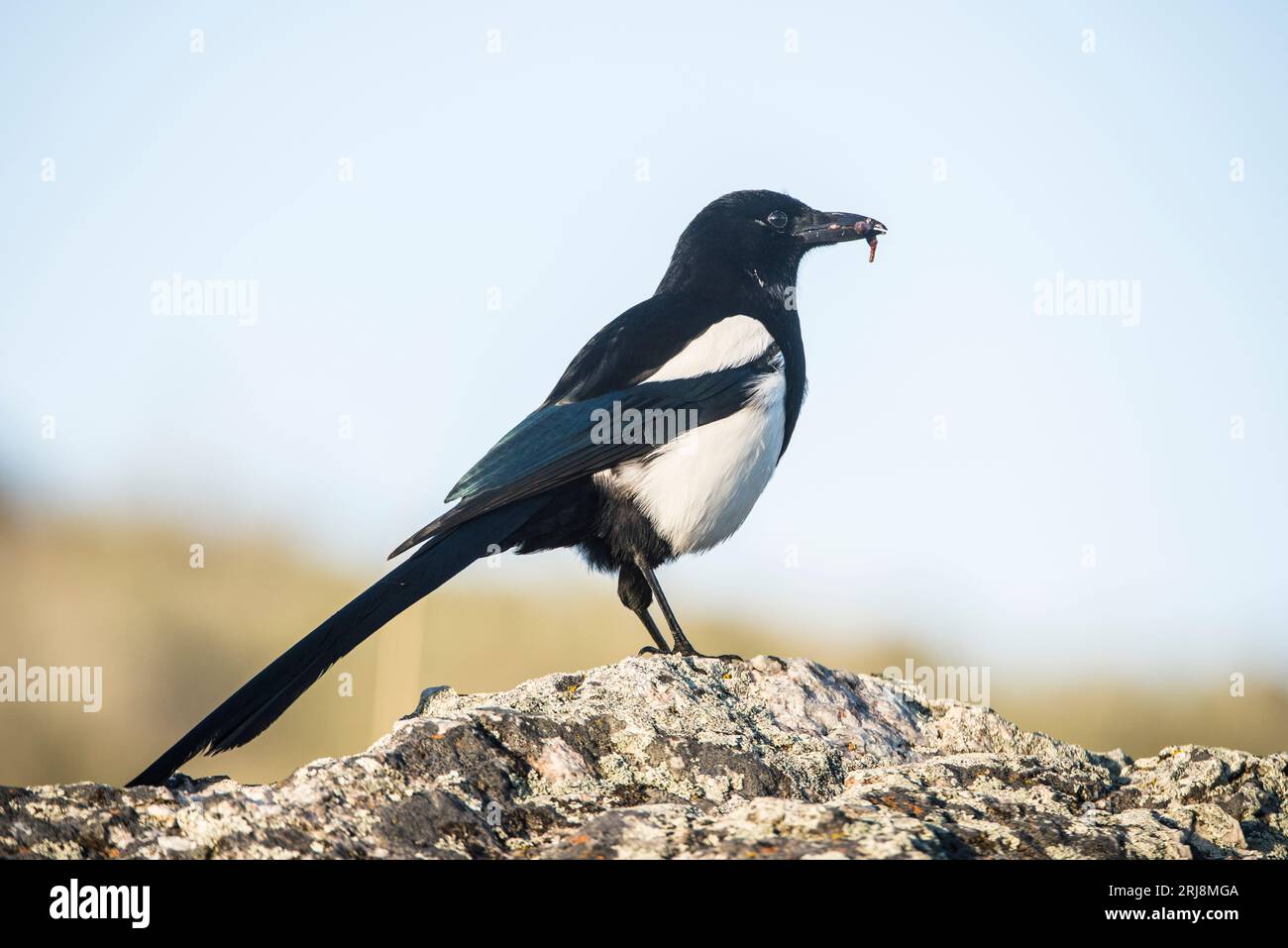 American magpie hi-res stock photography and images - Alamy
