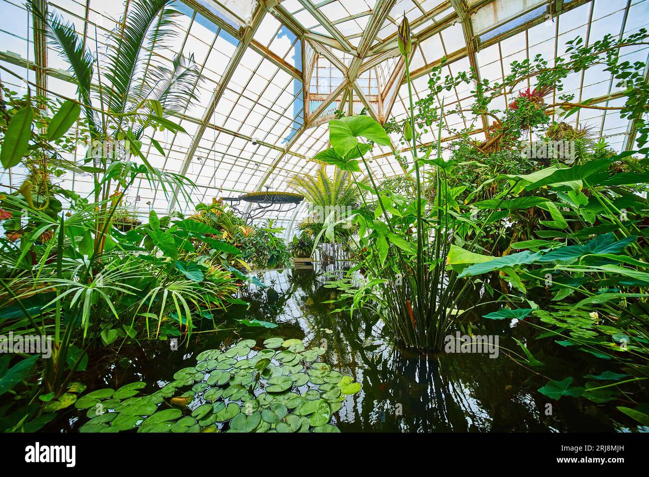 Wide view of large pond inside greenhouse at Conservatory of Flowers ...