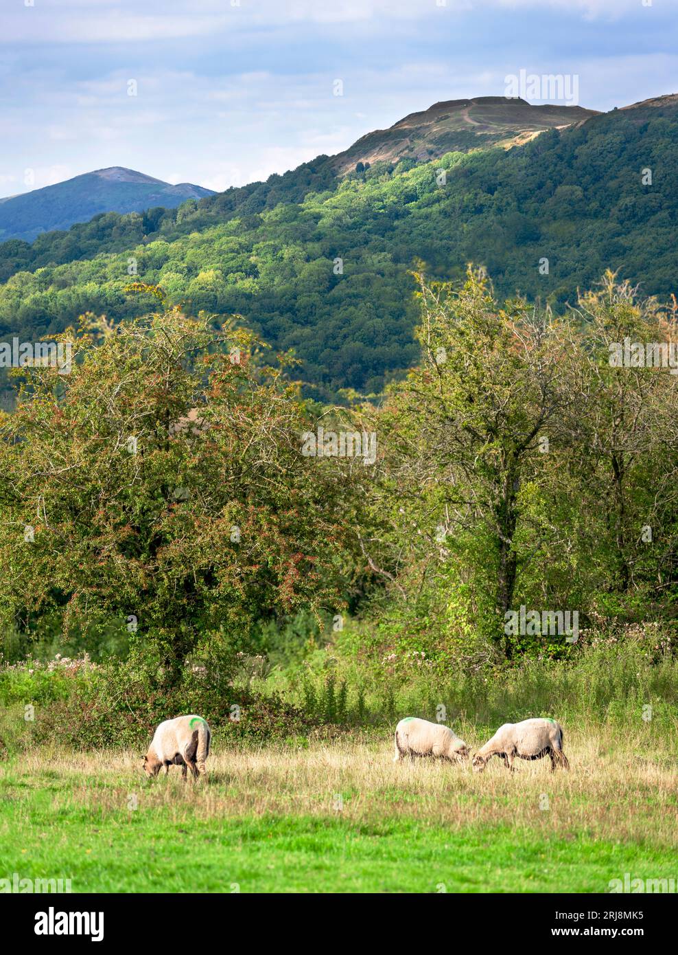 Mavverns hi-res stock photography and images - Alamy