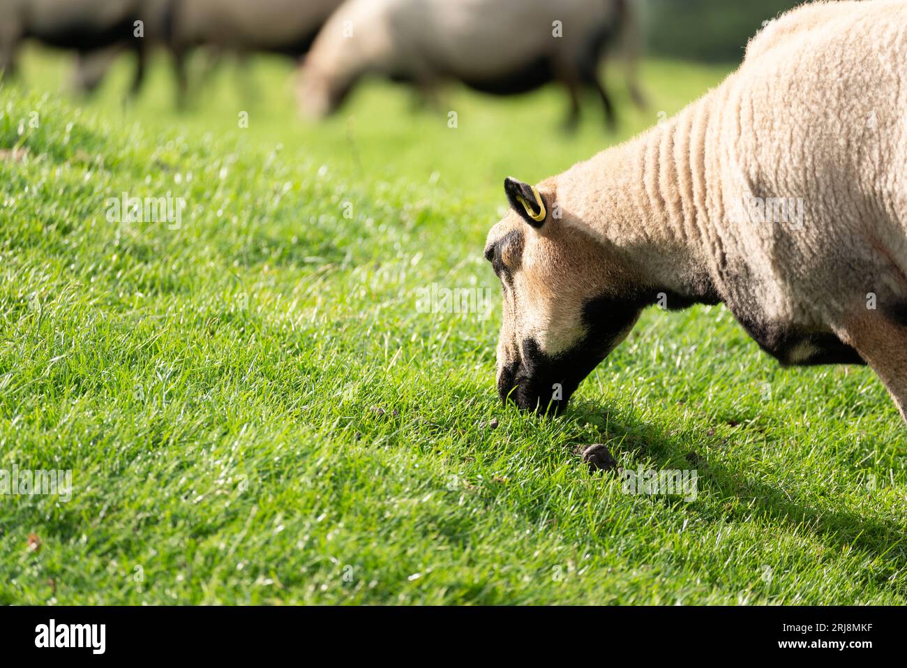 During mid summertime,feeding on lush meadow grass,common British sheep ...