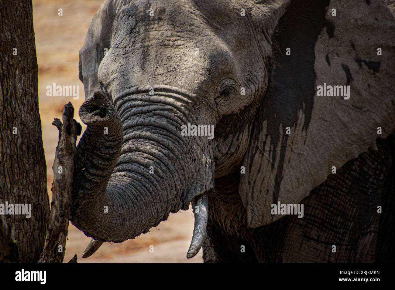 Ponderous Elephant Riding An Elephant In Rajasthan