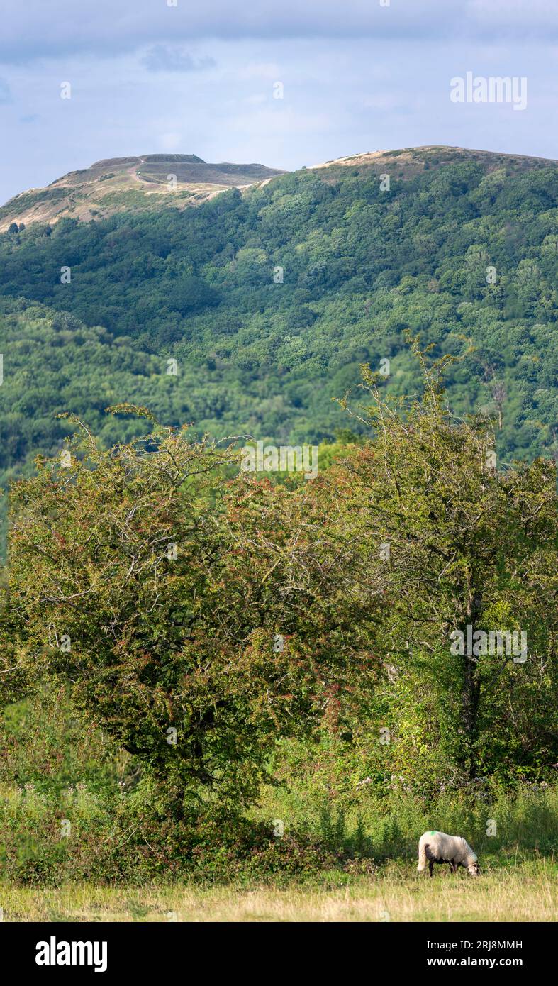 During mid summertime,feeding on lush meadow grass,common British sheep ...