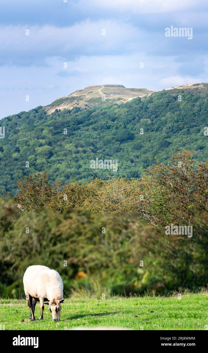 Mid sized breed hi-res stock photography and images - Alamy