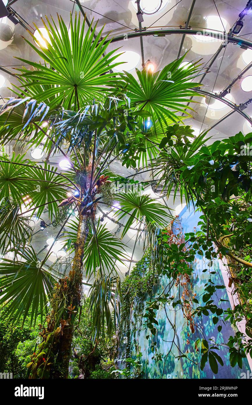 Upward view of tropical rainforest biome trees inside dome with painted ...