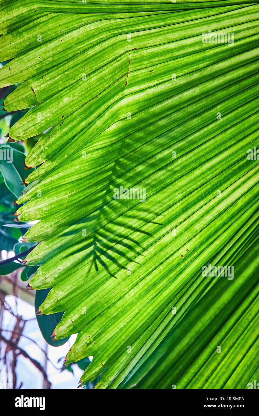 Shadow of another frond behind transparent large leaf blades Stock ...