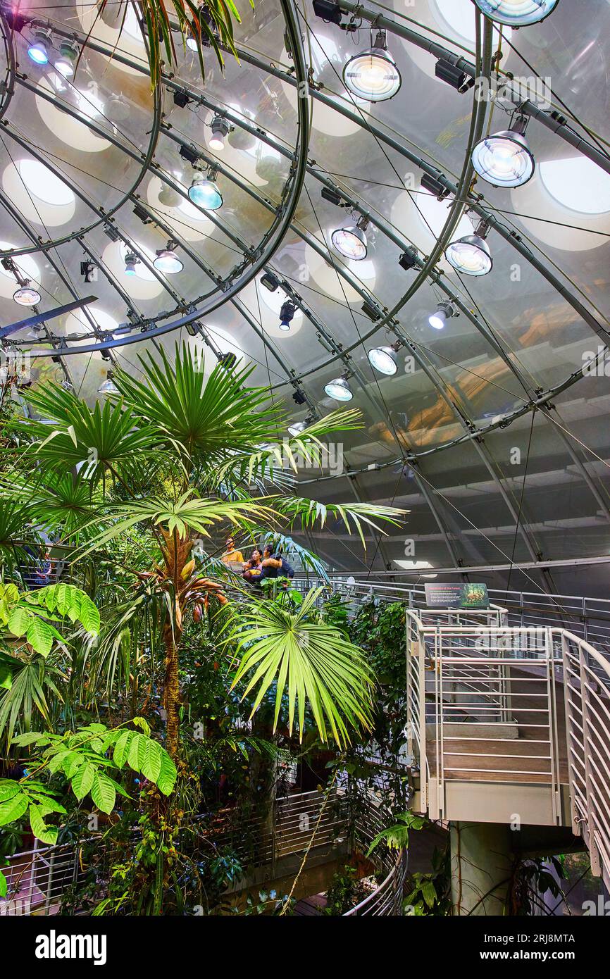 People on walkway in rainforest biome with dome overhead and tropical ...