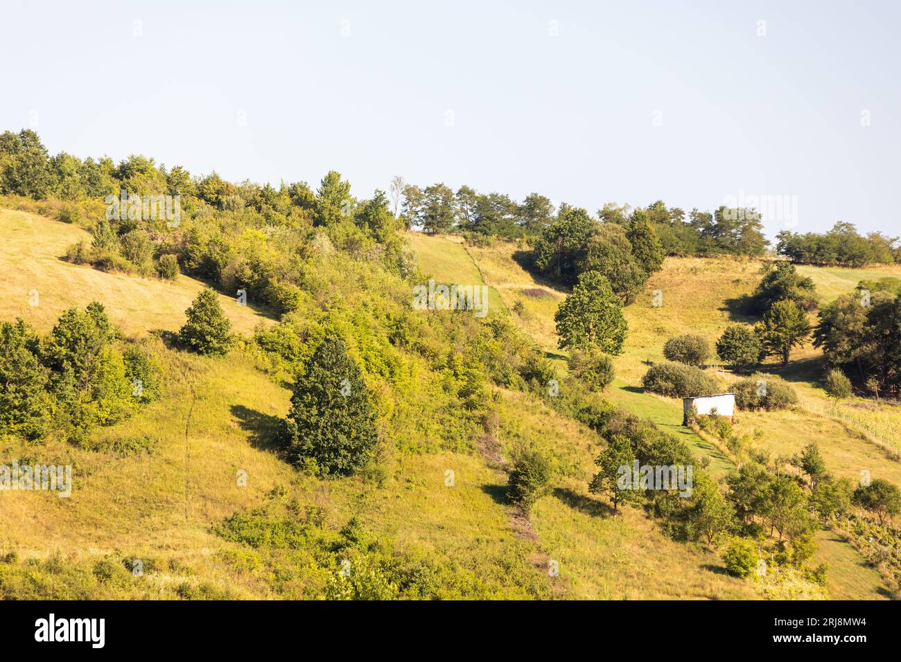 View of rural Romania, with green fields and farm animals Stock Photo ...