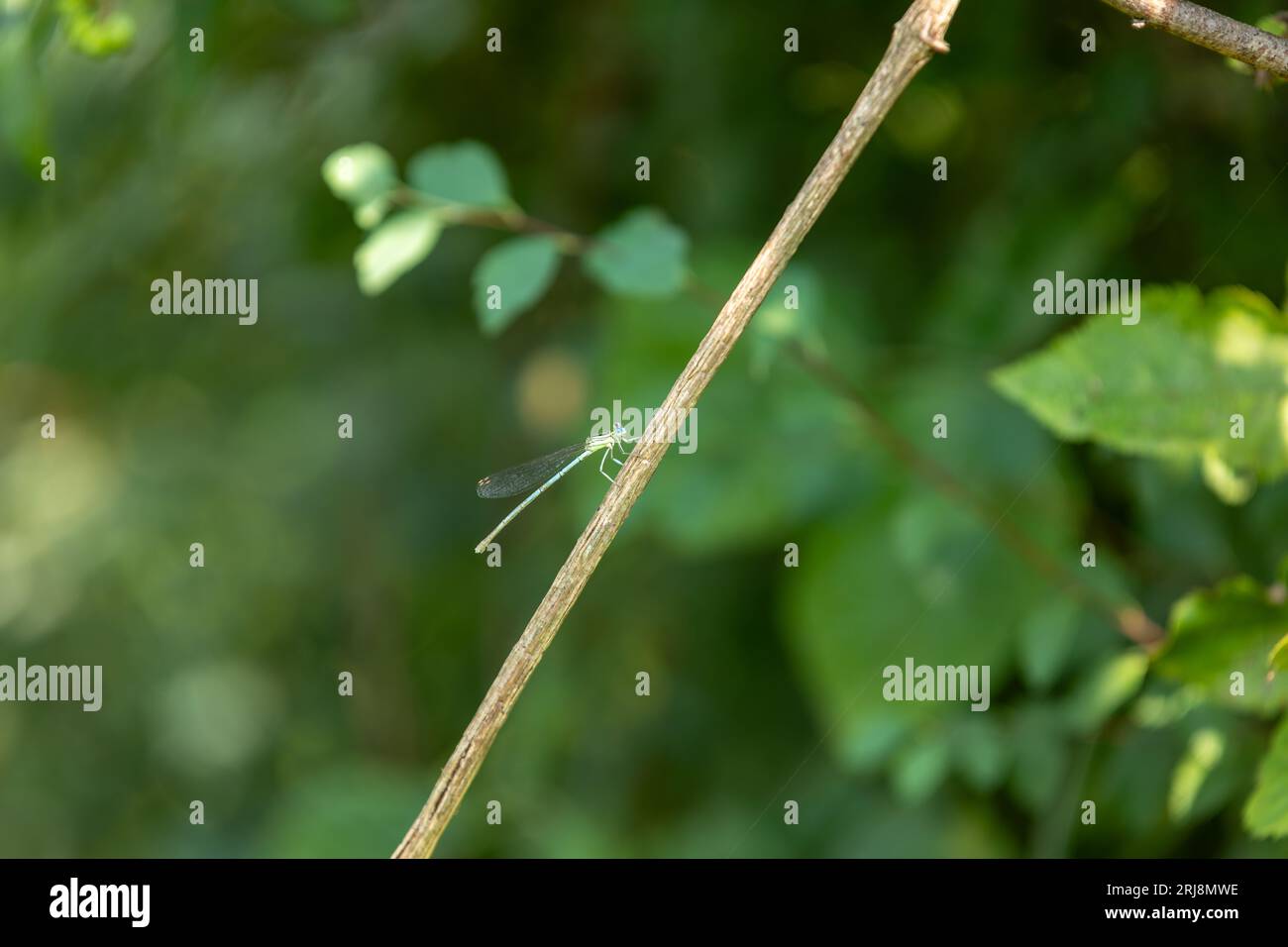 Enallagma cyathigerum (common blue damselfly, common bluet, or northern ...