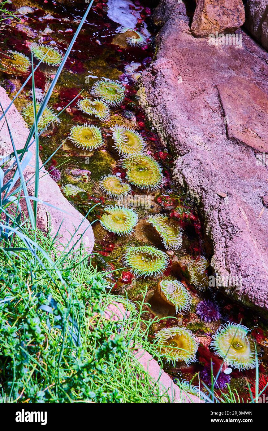 Artificial tide pool with vibrant sea urchins and anemones between ...