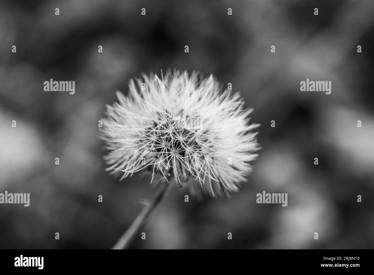 Insects collecting pollen on flowers in summer garden, with blur ...