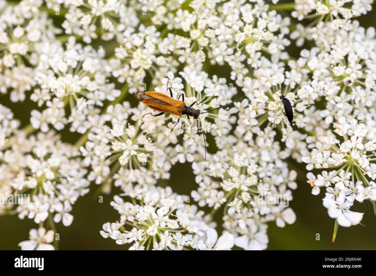 Insects collecting pollen on flowers in summer garden, with blur ...
