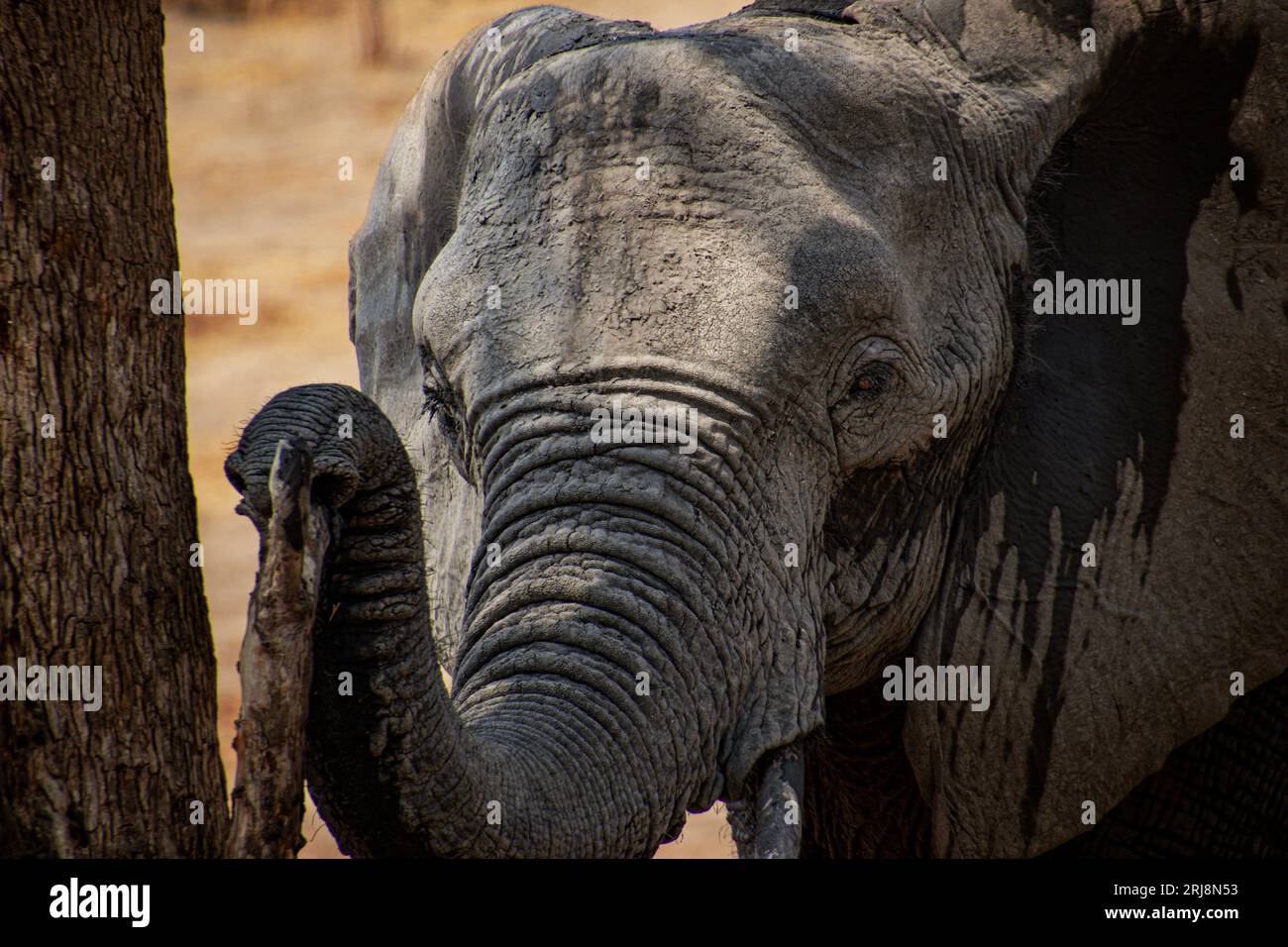 A majestic elephant stands in a majestic pose, leaning on a tall tree ...