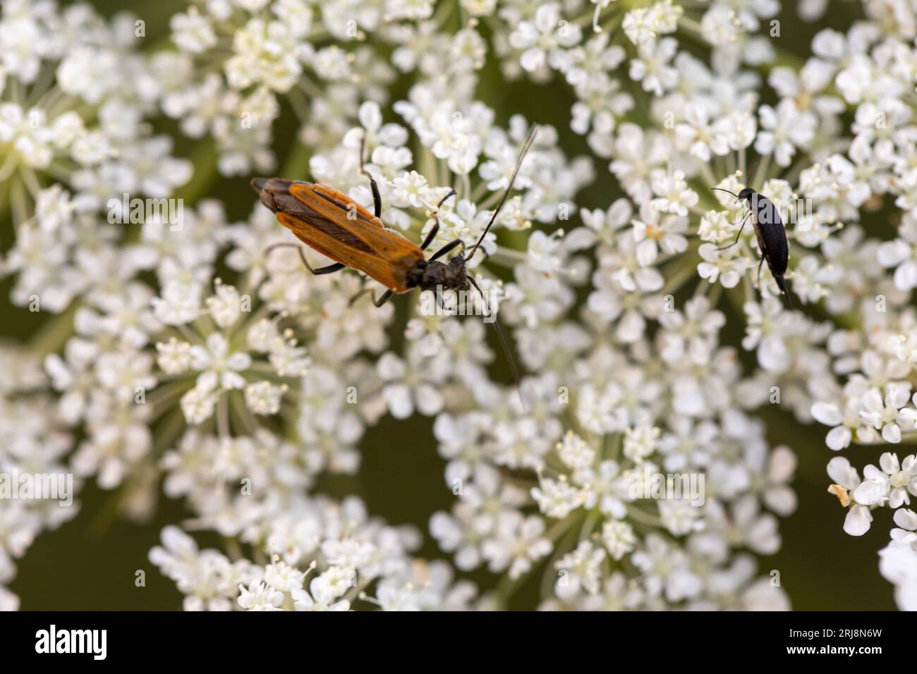 Insects collecting pollen on flowers in summer garden, with blur ...