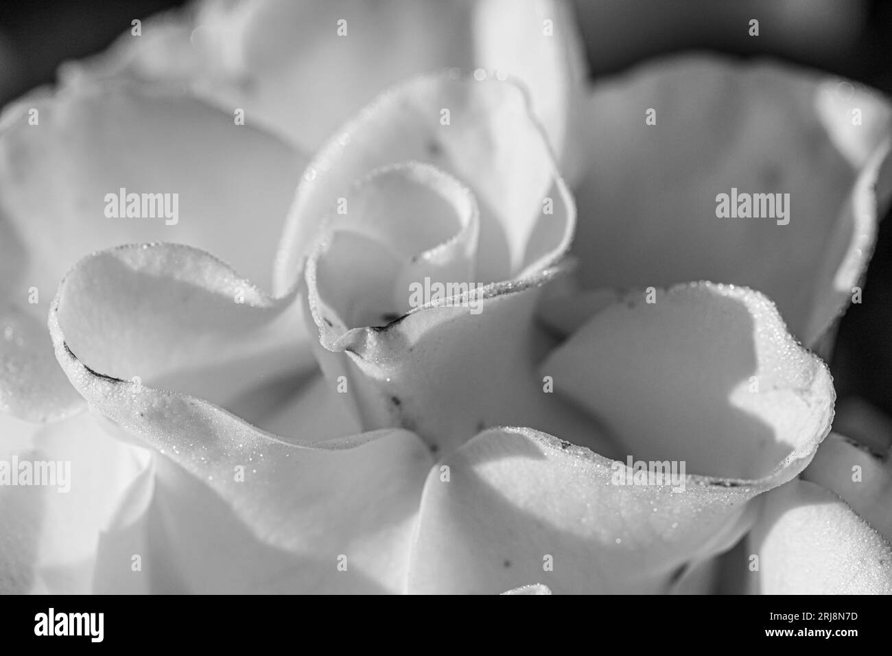 Drops water on rosebud Black and White Stock Photos & Images - Alamy