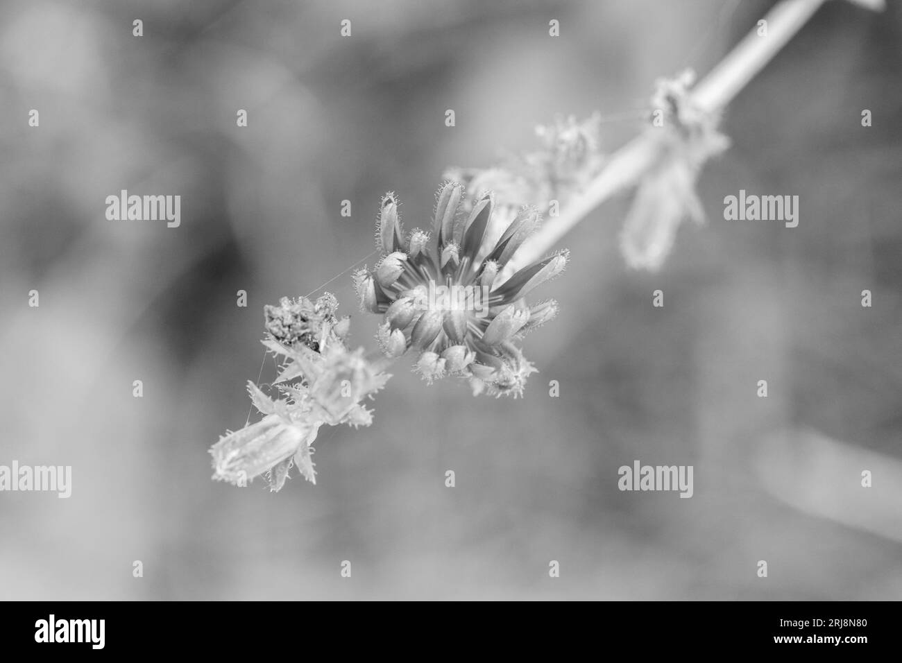 Insects collecting pollen on flowers in summer garden, with blur ...