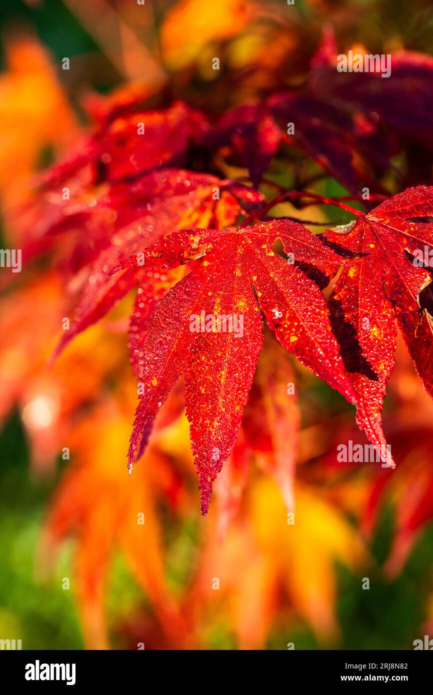Close-up of acer rubrum, the red maple, also known as swamp maple ...