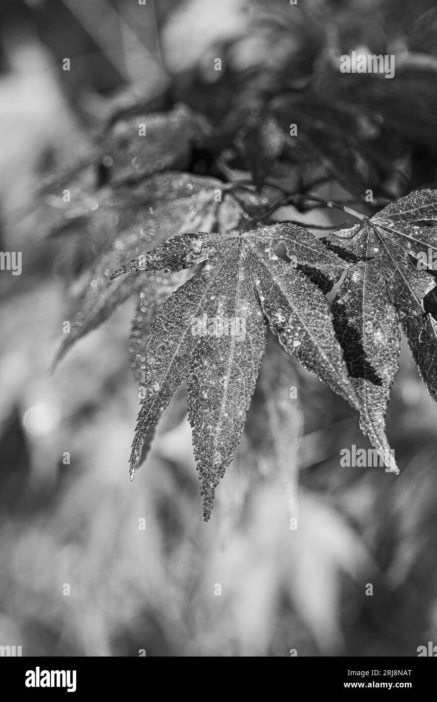 Close-up of acer rubrum, the red maple, also known as swamp maple ...